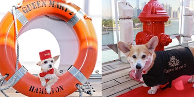 Classy New Kennels Onboard The Queen Mary 2 - Cruise Passenger