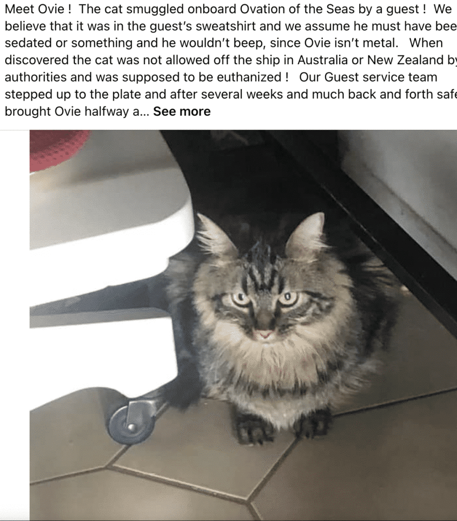 Ovie The Cat's Cruise Escapade On Ovation Of The Seas